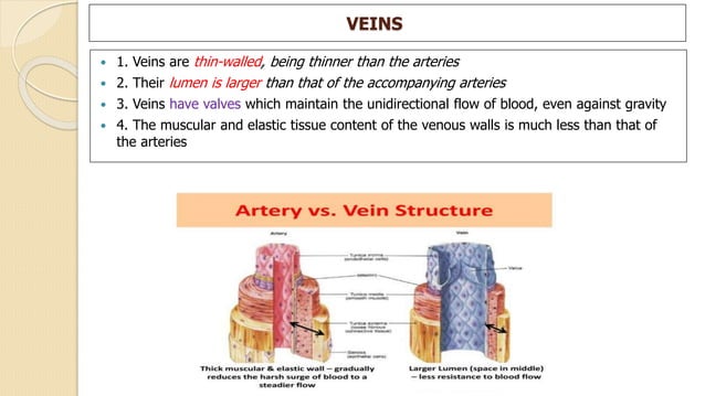 Anatomy of CVS.pptx