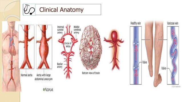 Anatomy of CVS.pptx