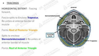 Anatomy of Deep and Cervical Fascia.pdf
