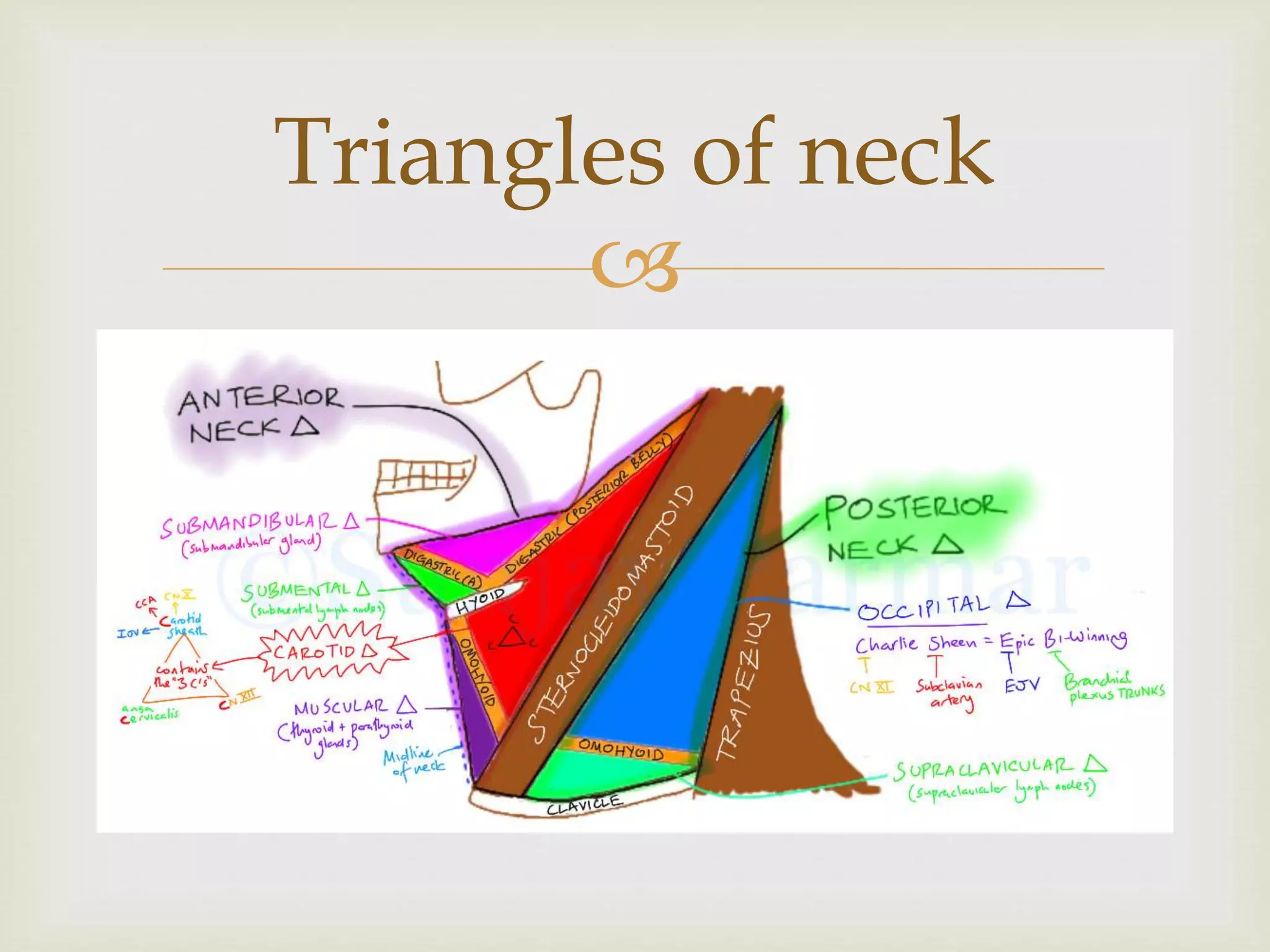 SURGICAL ANATOMY OF DEEP NECK SPACES | PPTX