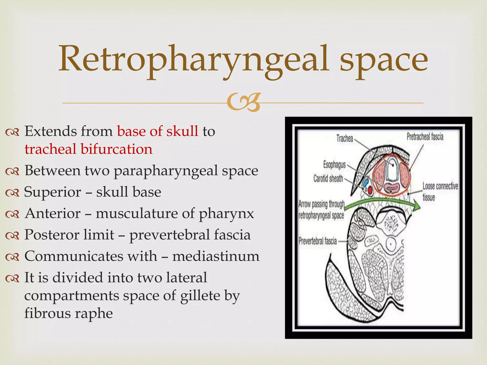 SURGICAL ANATOMY OF DEEP NECK SPACES | PPTX