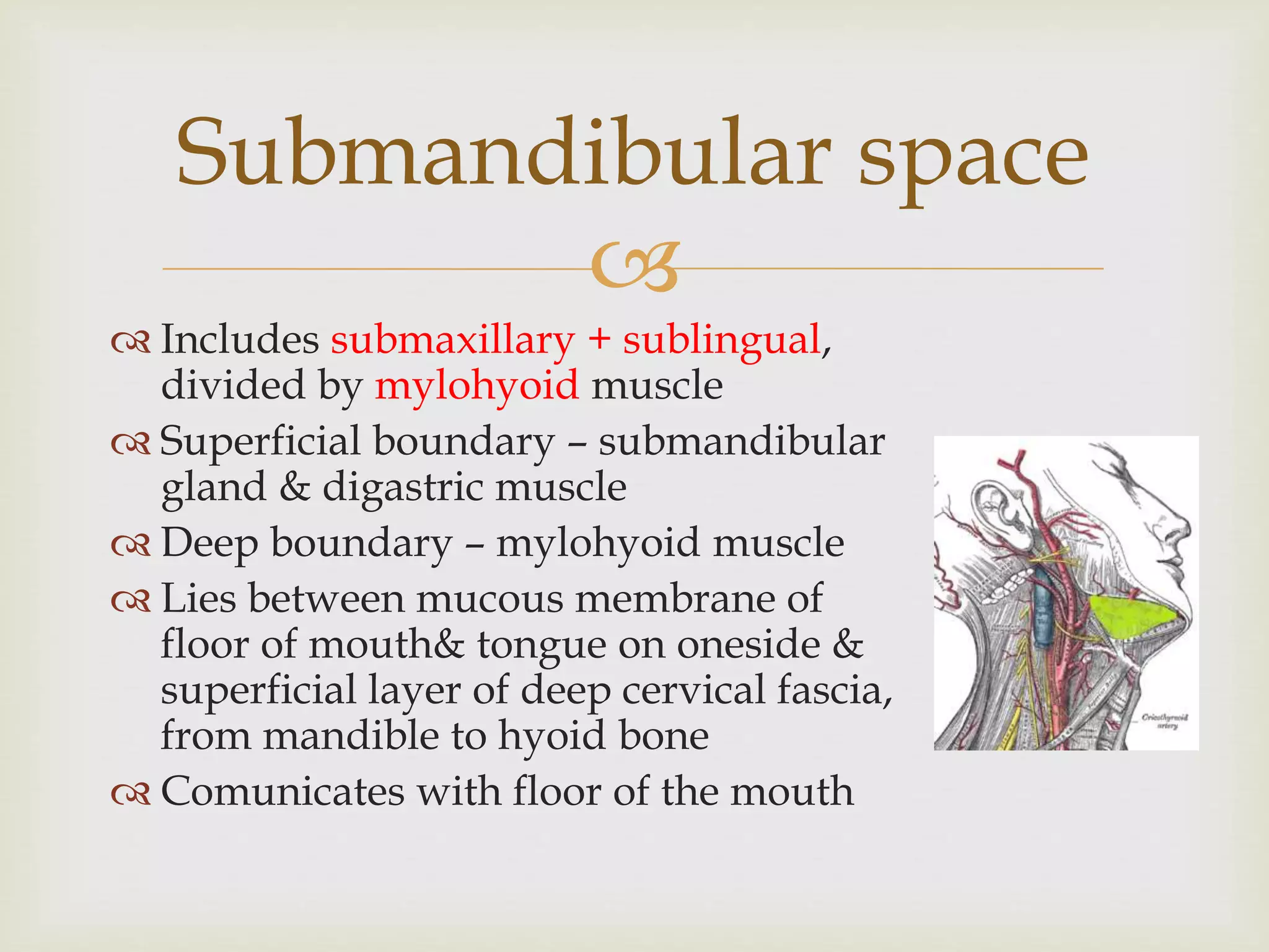 SURGICAL ANATOMY OF DEEP NECK SPACES | PPTX
