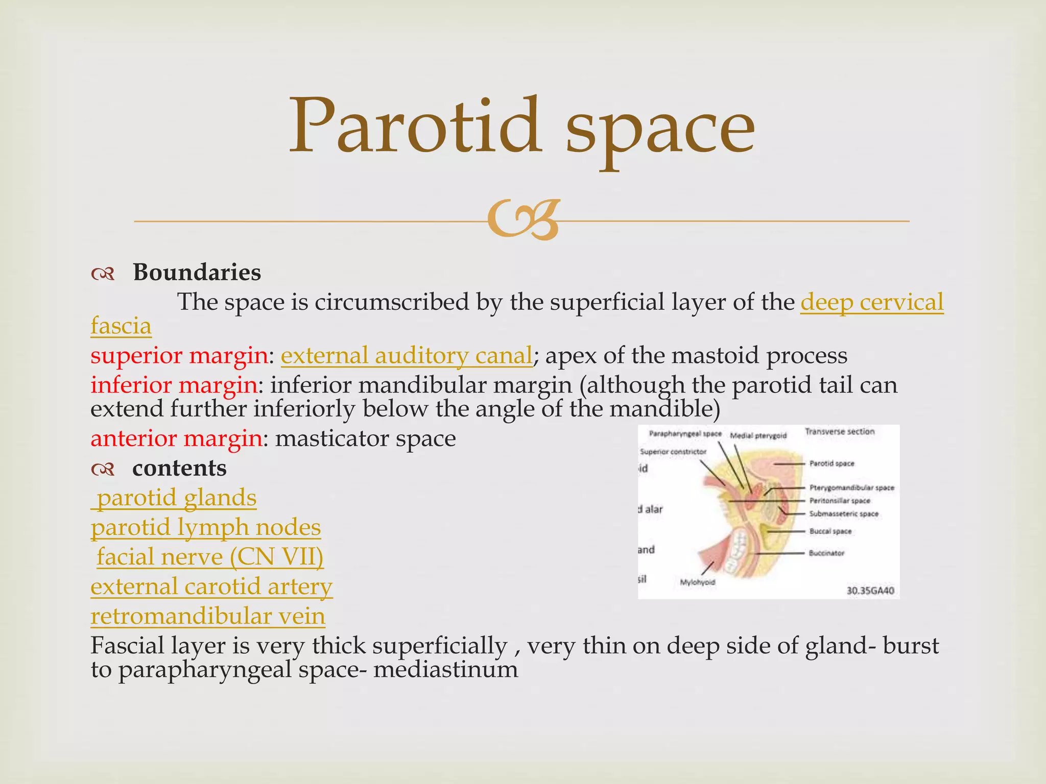 SURGICAL ANATOMY OF DEEP NECK SPACES | PPTX