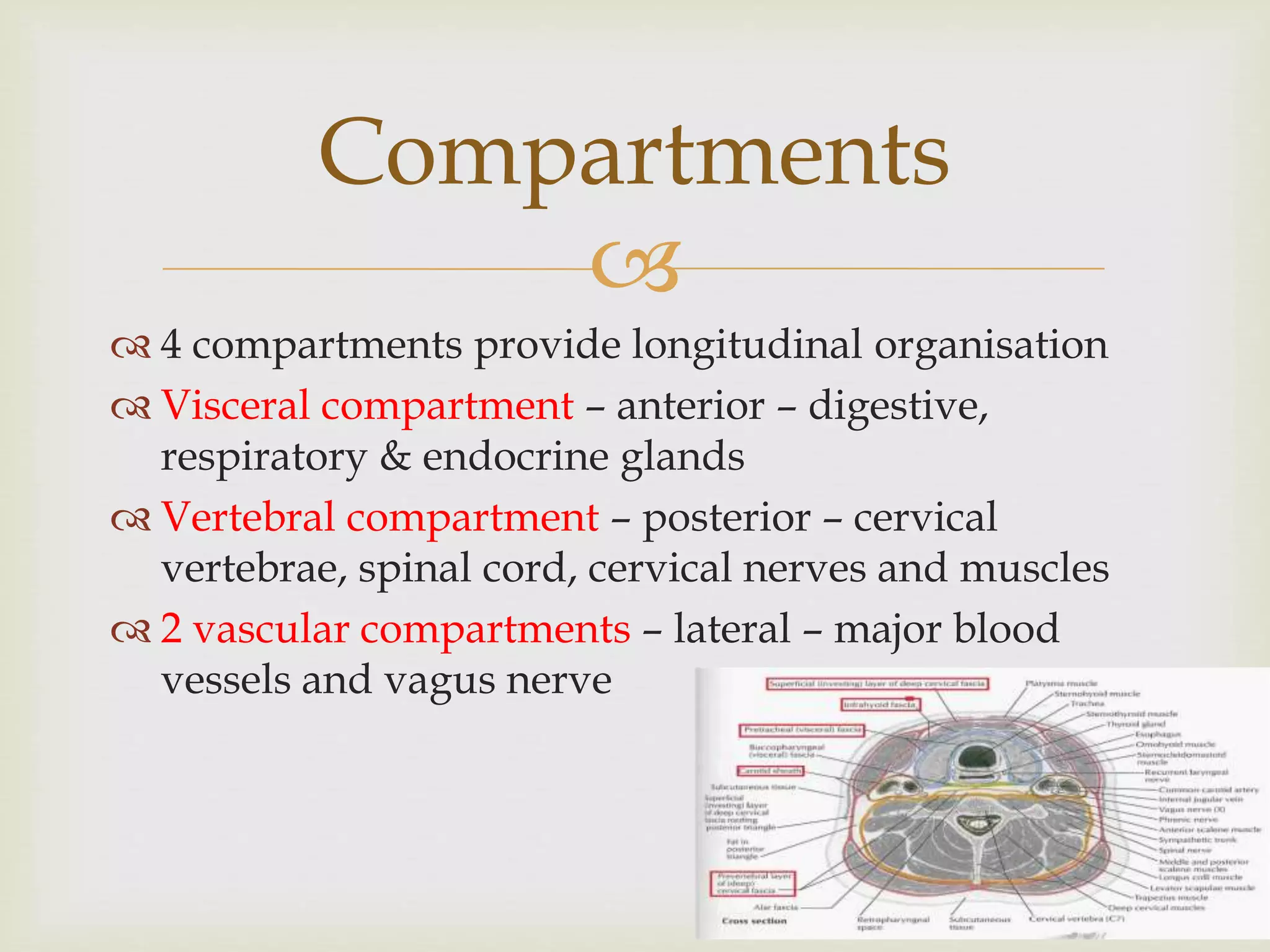 SURGICAL ANATOMY OF DEEP NECK SPACES | PPTX