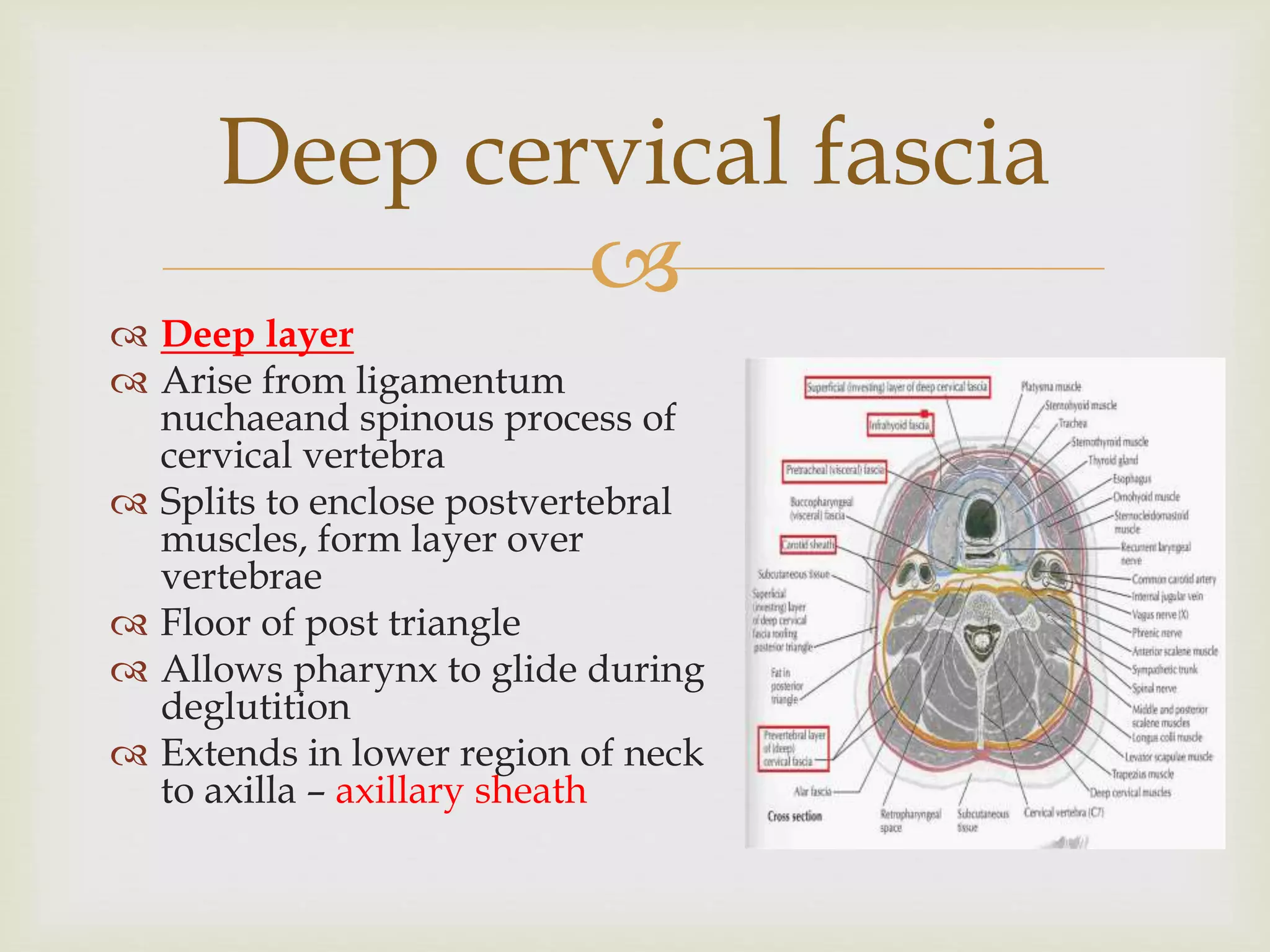 SURGICAL ANATOMY OF DEEP NECK SPACES | PPTX