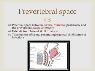 Prevertebral Space