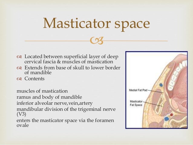 Masticator