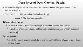 Anatomy of deep neck spaces parapharyngeal & retropharyngeal.pptx