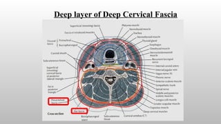 Anatomy of deep neck spaces parapharyngeal & retropharyngeal.pptx