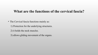 Anatomy of deep neck spaces parapharyngeal & retropharyngeal.pptx