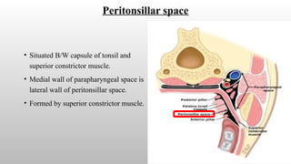 Anatomy of deep neck spaces parapharyngeal & retropharyngeal.pptx