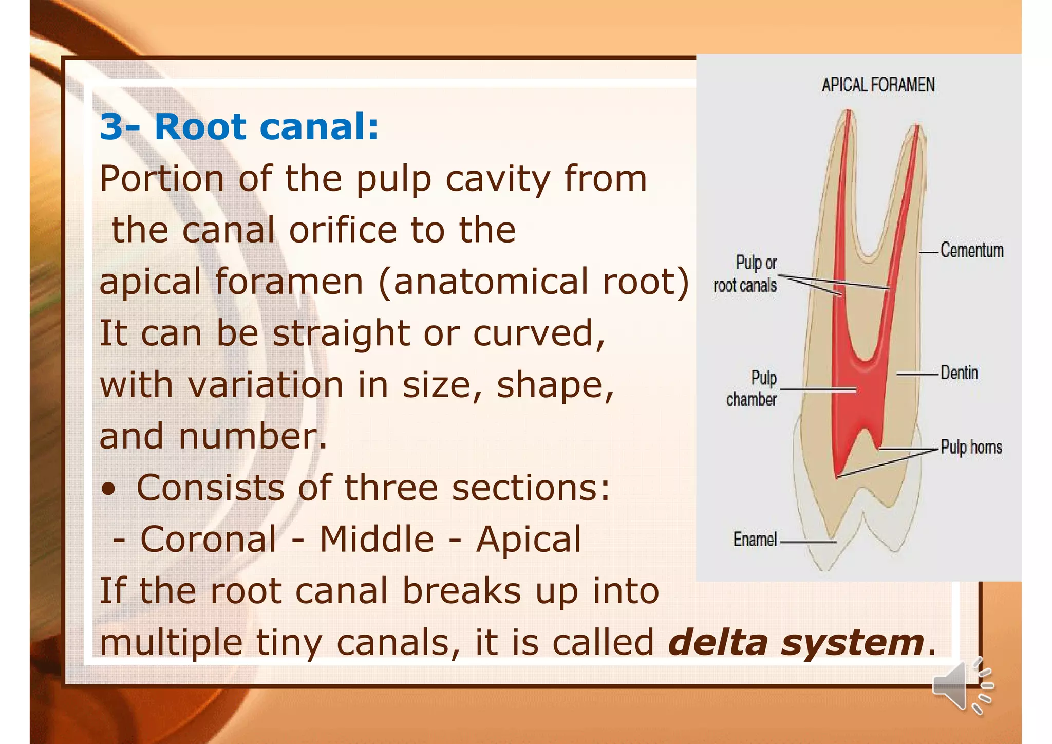 Anatomy of dental pulp.pdf
