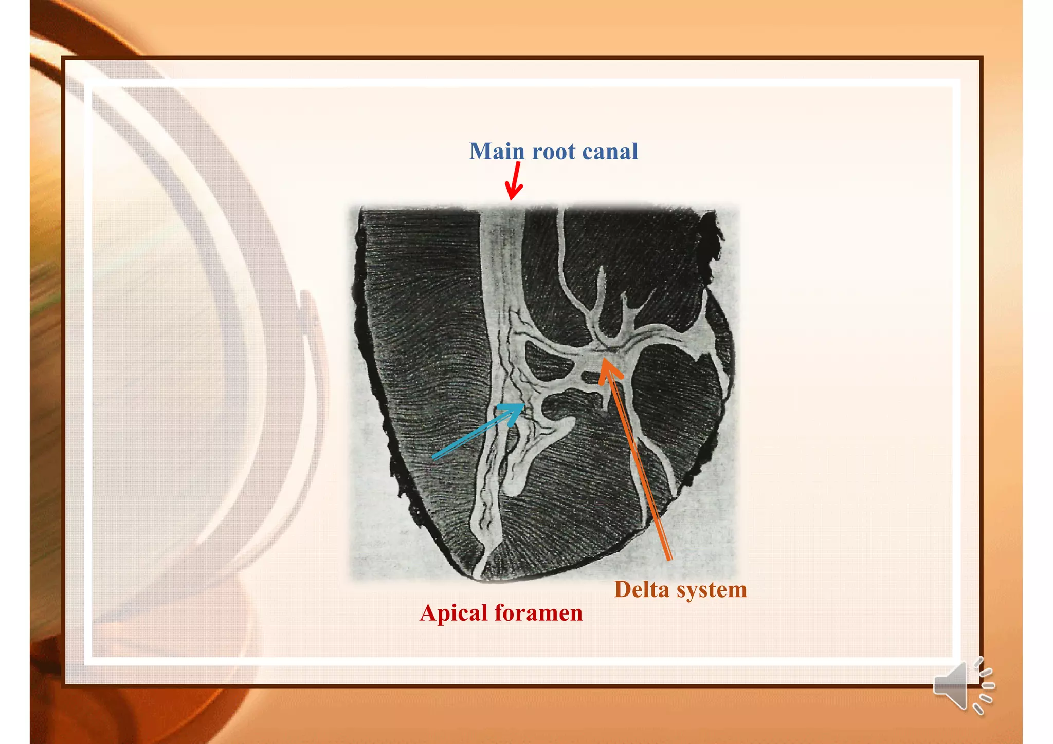 Anatomy of dental pulp.pdf