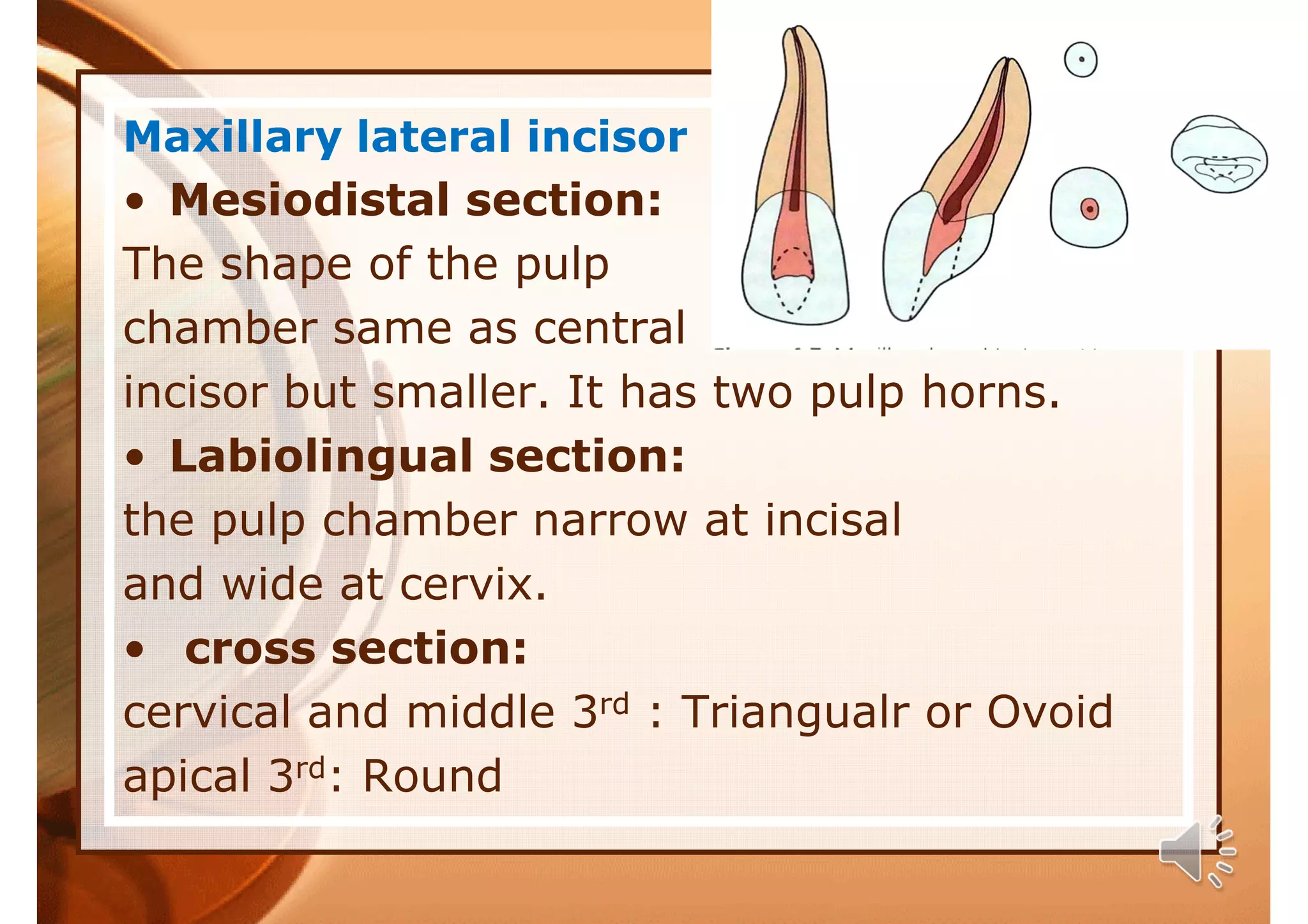 Anatomy of dental pulp.pdf