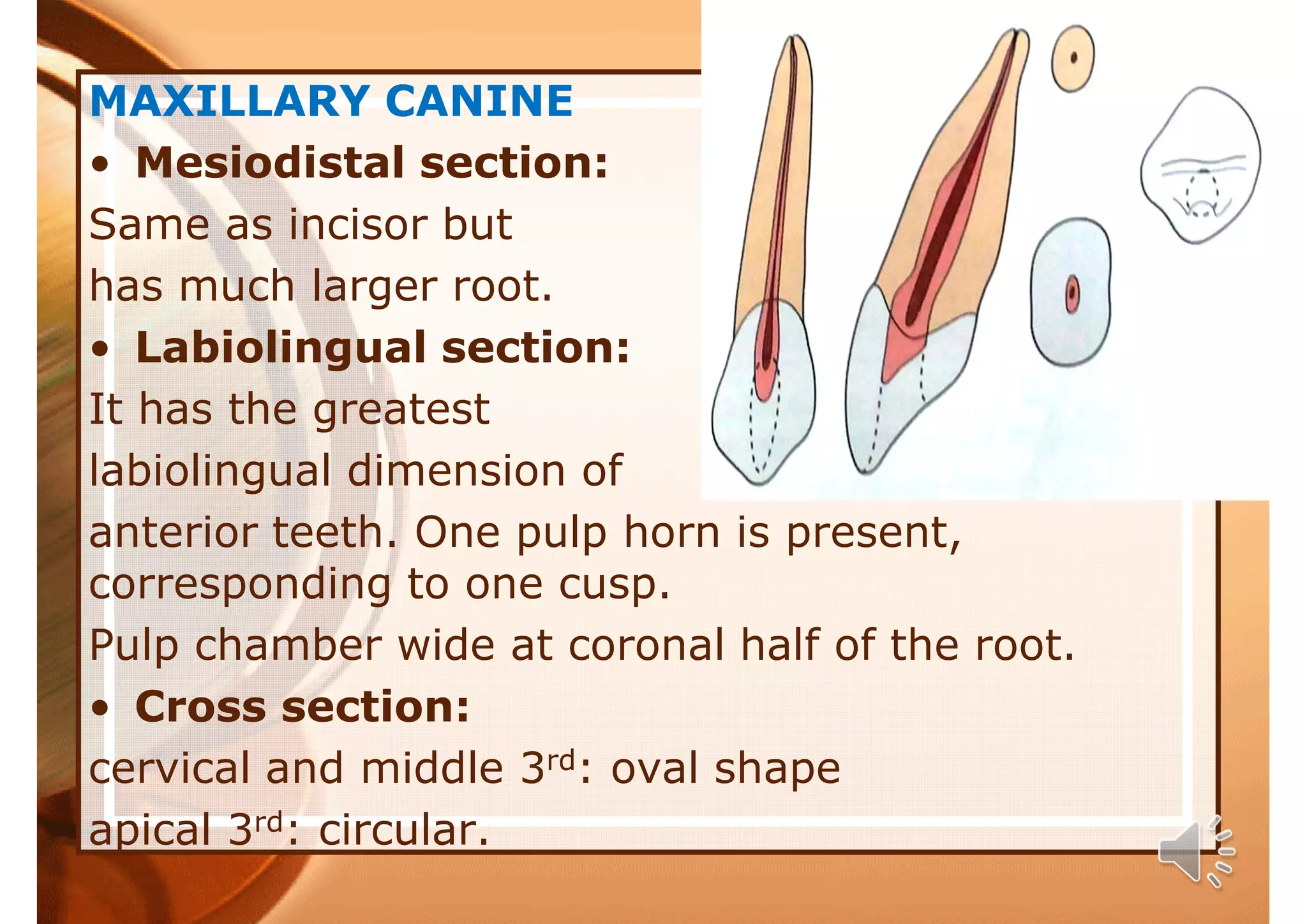 Anatomy of dental pulp.pdf