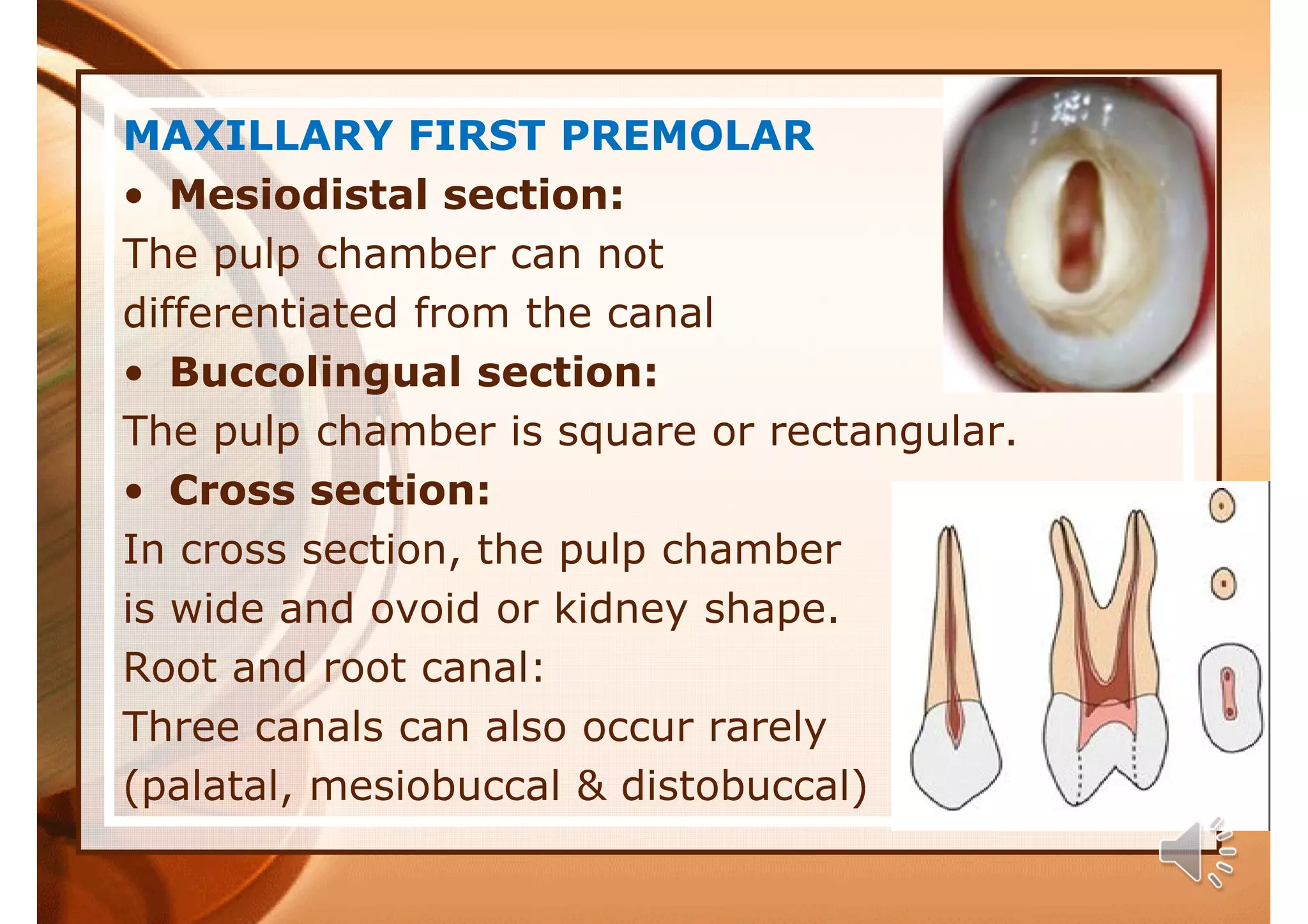Anatomy of dental pulp.pdf | Dental Health | Diseases and Conditions
