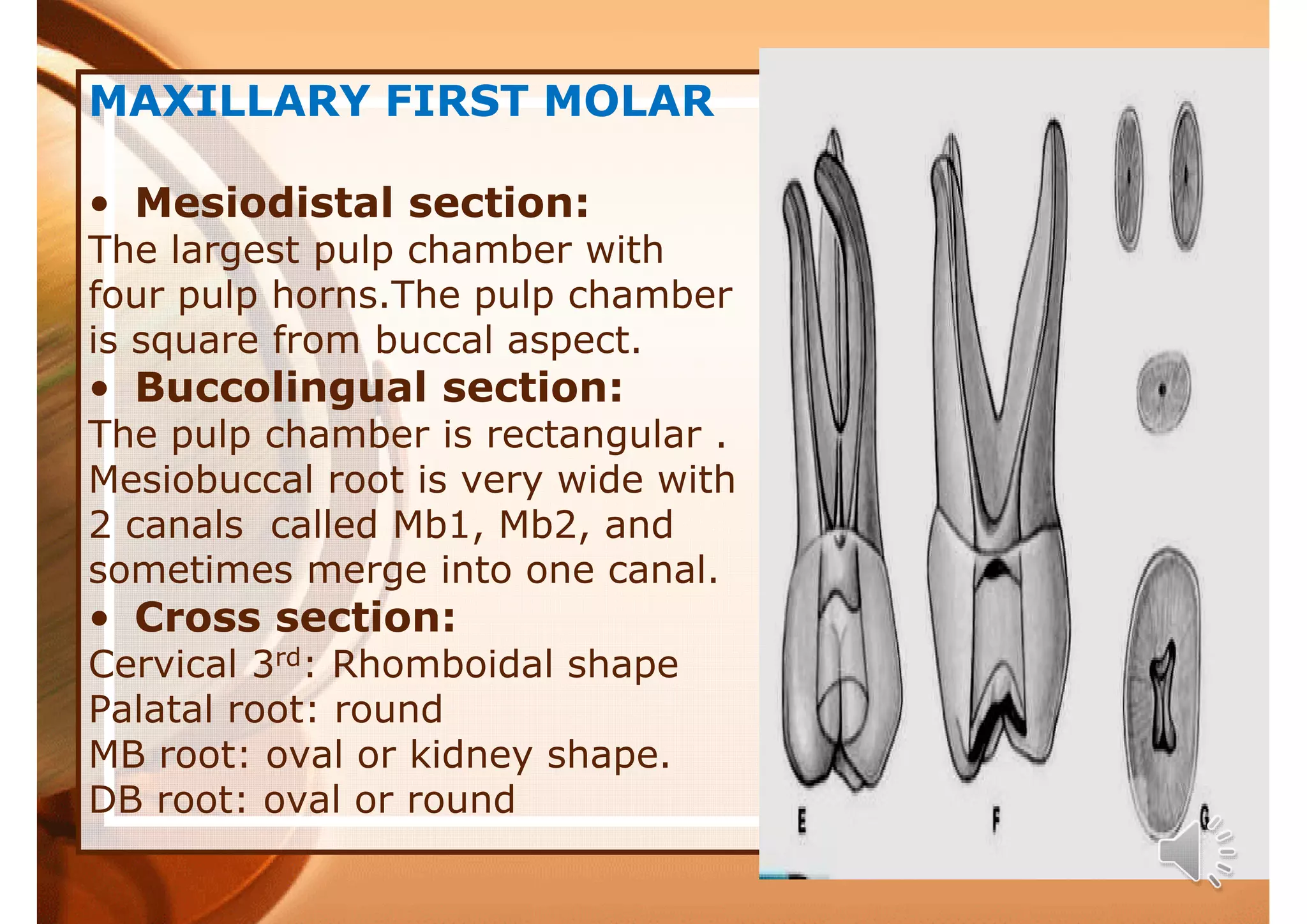 Anatomy of dental pulp.pdf | Dental Health | Diseases and Conditions