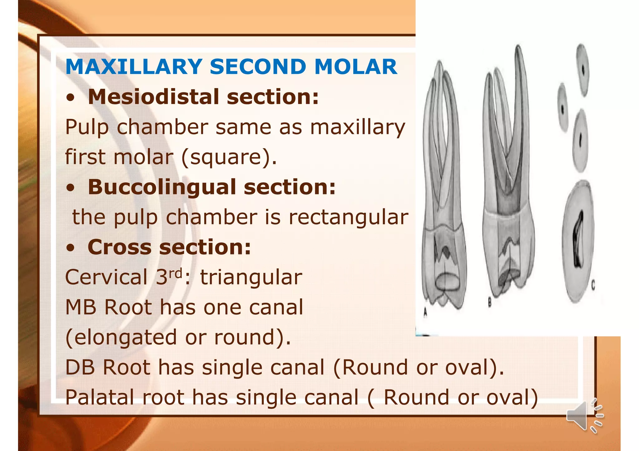 Anatomy of dental pulp.pdf