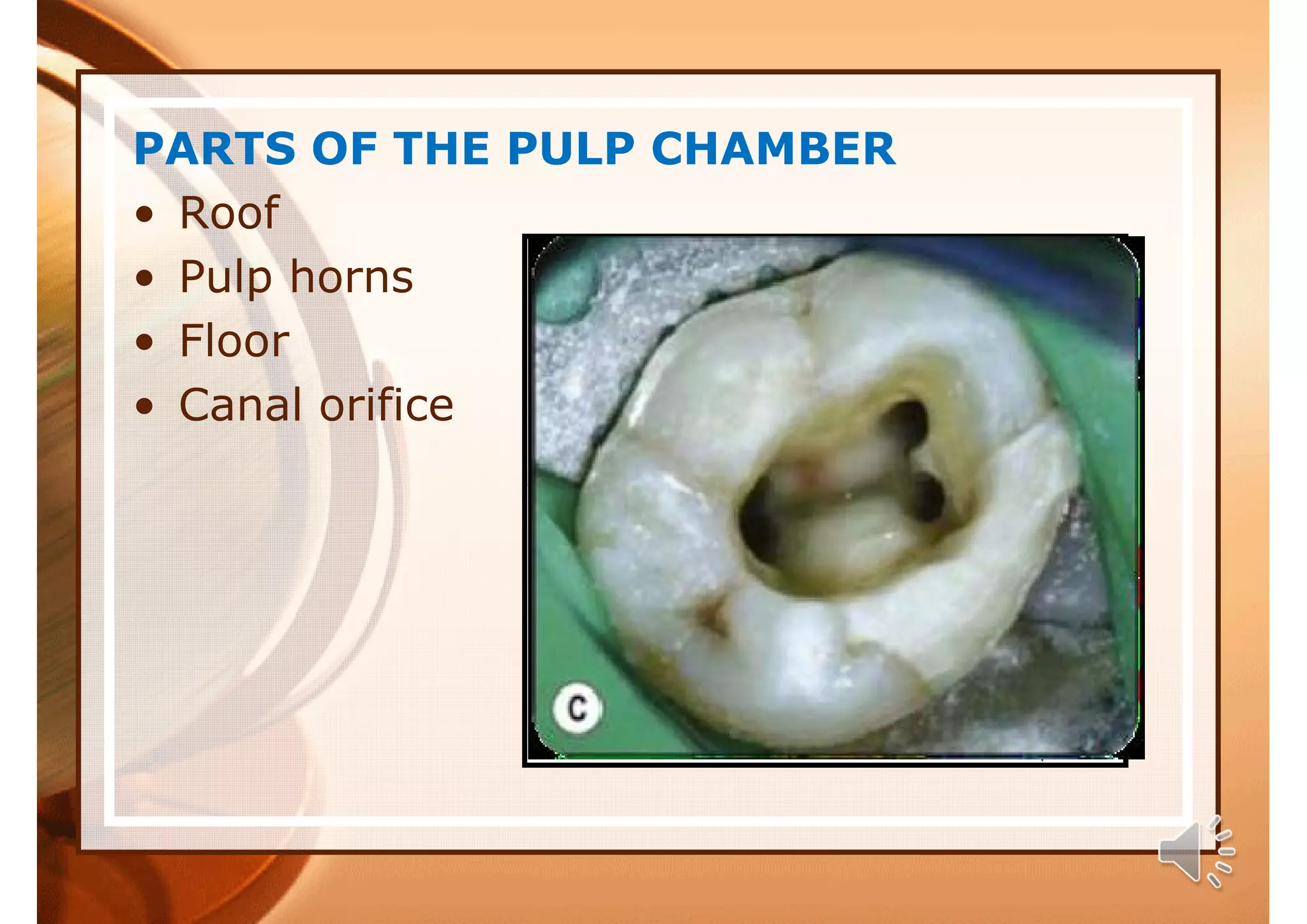 Anatomy of dental pulp.pdf