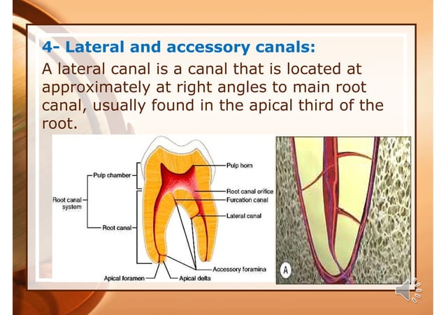 Anatomy of dental pulp.pdf | Dental Health | Diseases and Conditions