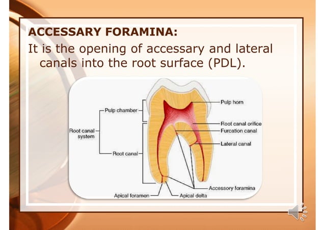 Anatomy of dental pulp.pdf | Dental Health | Diseases and Conditions