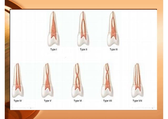 Anatomy of dental pulp.pdf | Dental Health | Diseases and Conditions