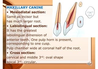 Anatomy of dental pulp.pdf