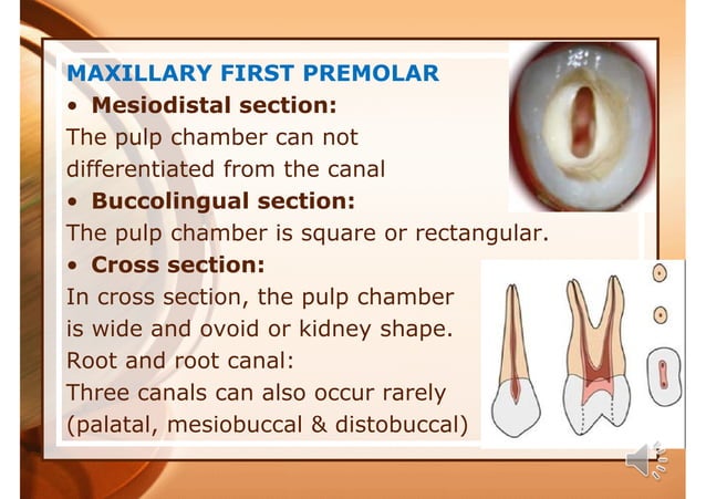 Anatomy of dental pulp.pdf | Dental Health | Diseases and Conditions