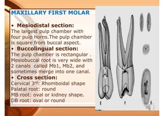 Anatomy of dental pulp.pdf