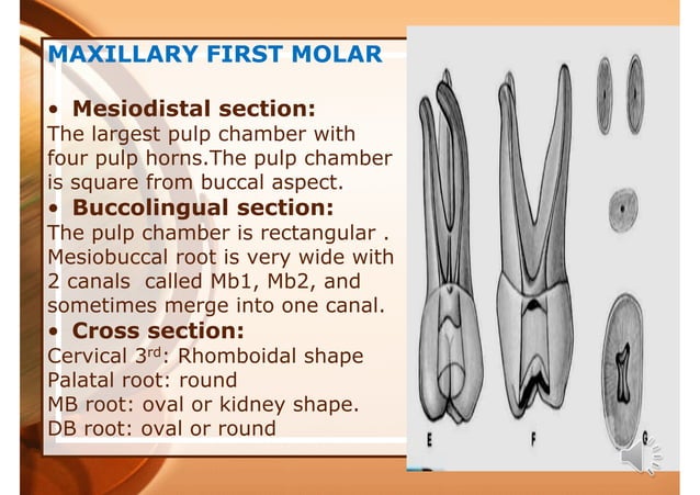 Anatomy of dental pulp.pdf | Dental Health | Diseases and Conditions