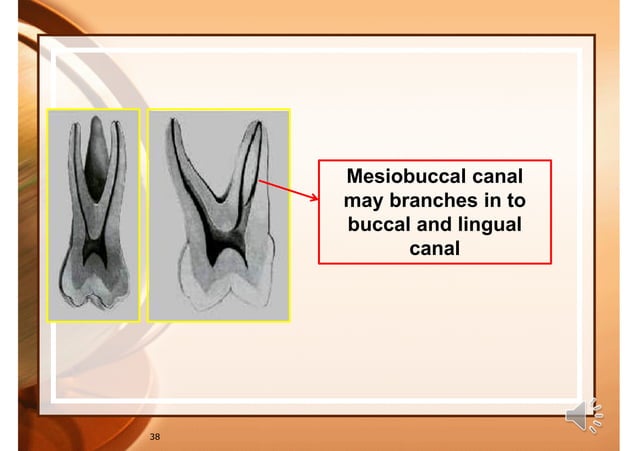 Anatomy of dental pulp.pdf | Dental Health | Diseases and Conditions
