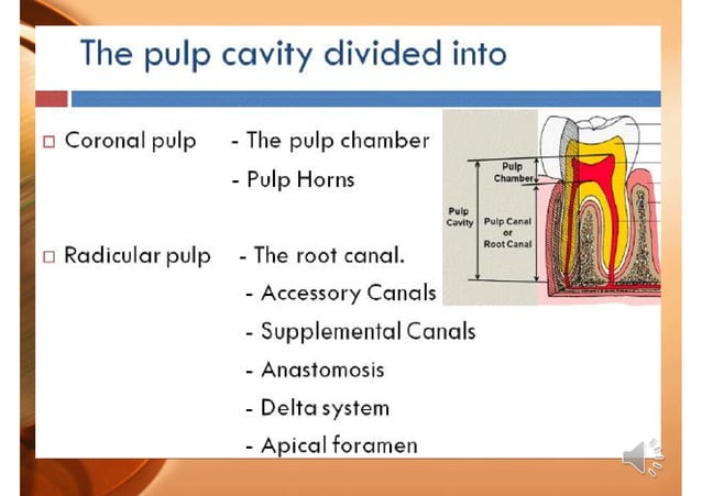 Anatomy of dental pulp.pdf | Dental Health | Diseases and Conditions