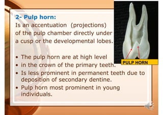 Anatomy of dental pulp.pdf