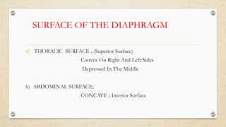 Anatomy of Diaphragm - a short notes for exams | PPTX
