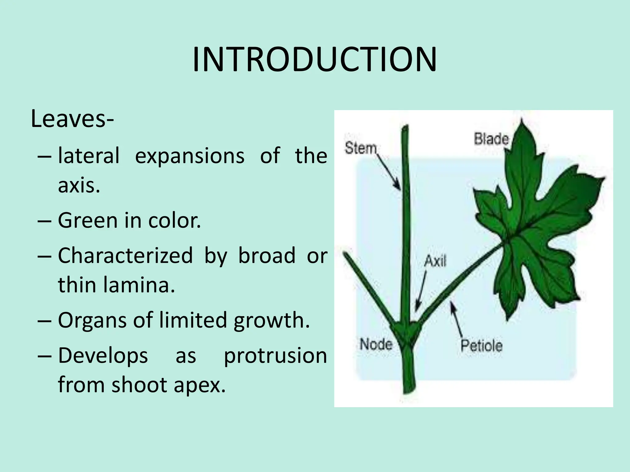 10 Examples Of Dicot Leaves