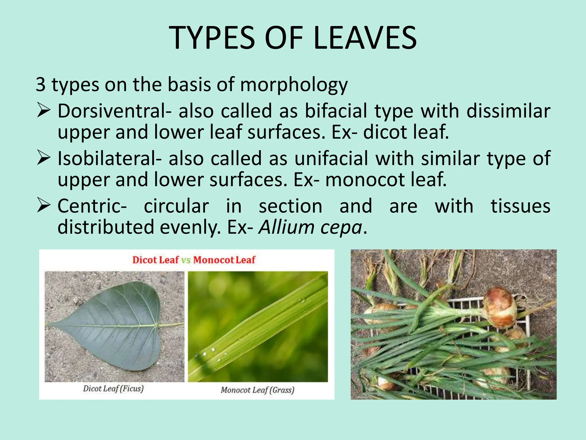 ANATOMY OF DICOT AND MONOCOT LEAVES.pptx