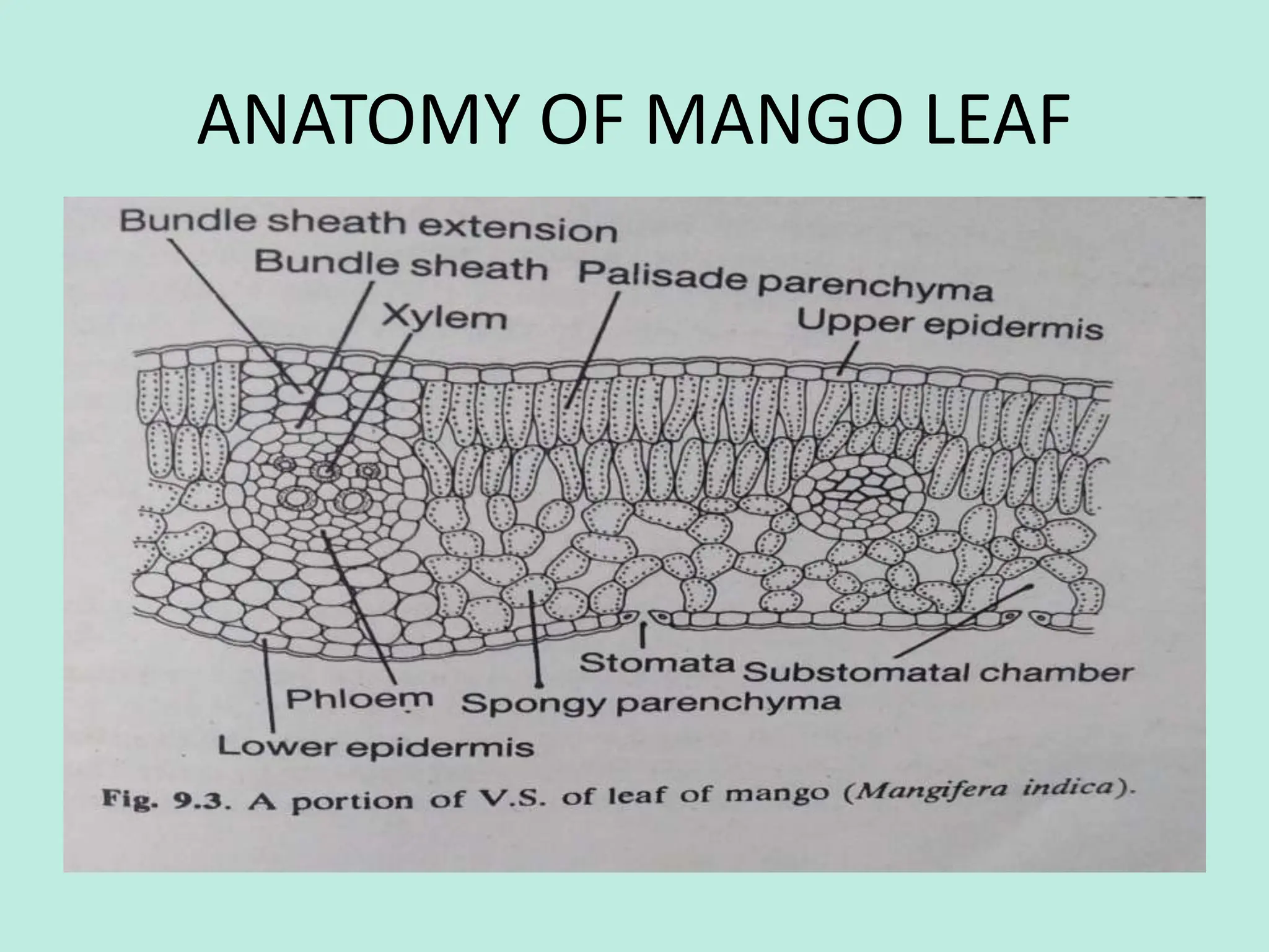 ANATOMY OF DICOT AND MONOCOT LEAVES.pptx