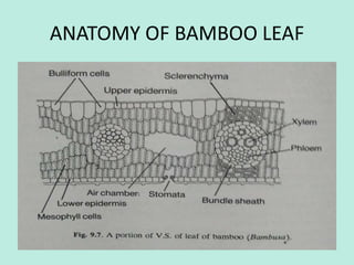 ANATOMY OF DICOT AND MONOCOT LEAVES.pptx