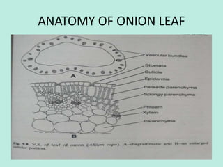 ANATOMY OF DICOT AND MONOCOT LEAVES.pptx