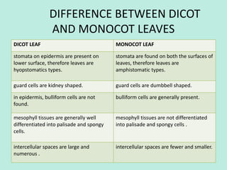 ANATOMY OF DICOT AND MONOCOT LEAVES.pptx