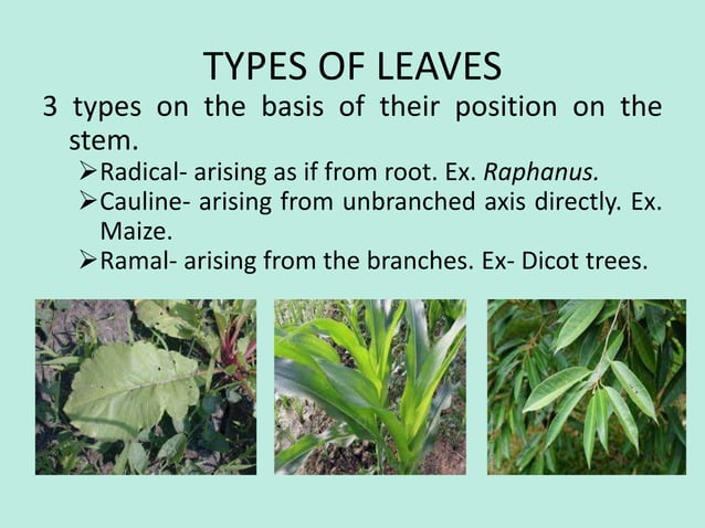 ANATOMY OF DICOT AND MONOCOT LEAVES.pptx | Gardening | Home & Garden