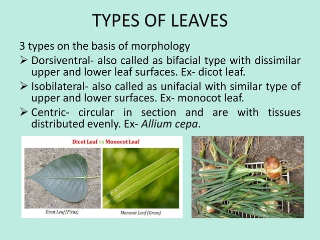 ANATOMY OF DICOT AND MONOCOT LEAVES.pptx | Gardening | Home & Garden