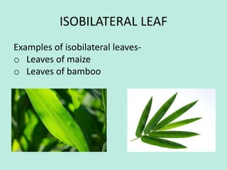 ANATOMY OF DICOT AND MONOCOT LEAVES.pptx