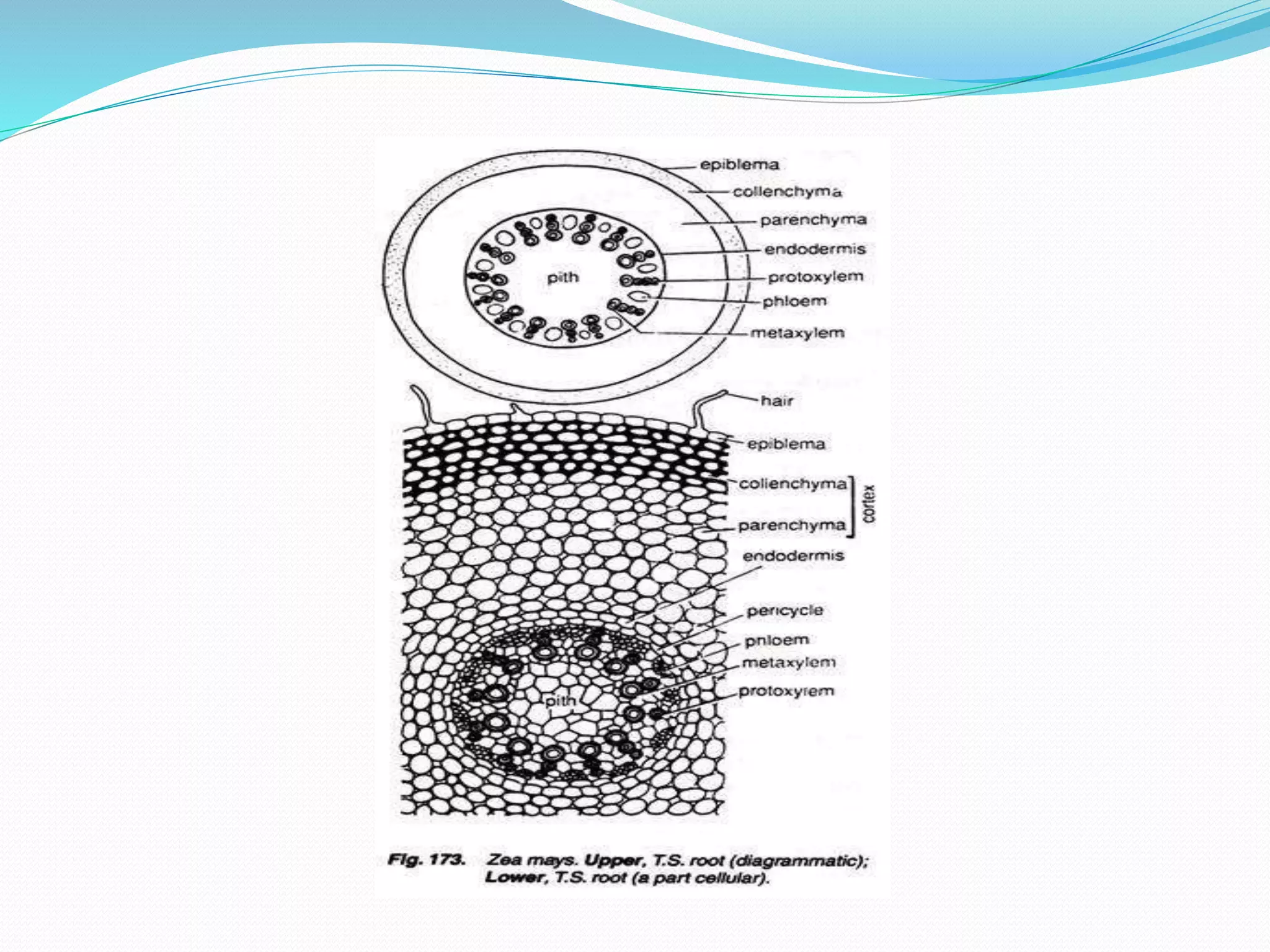 Anatomy of Dicot and monocot Root.pptx