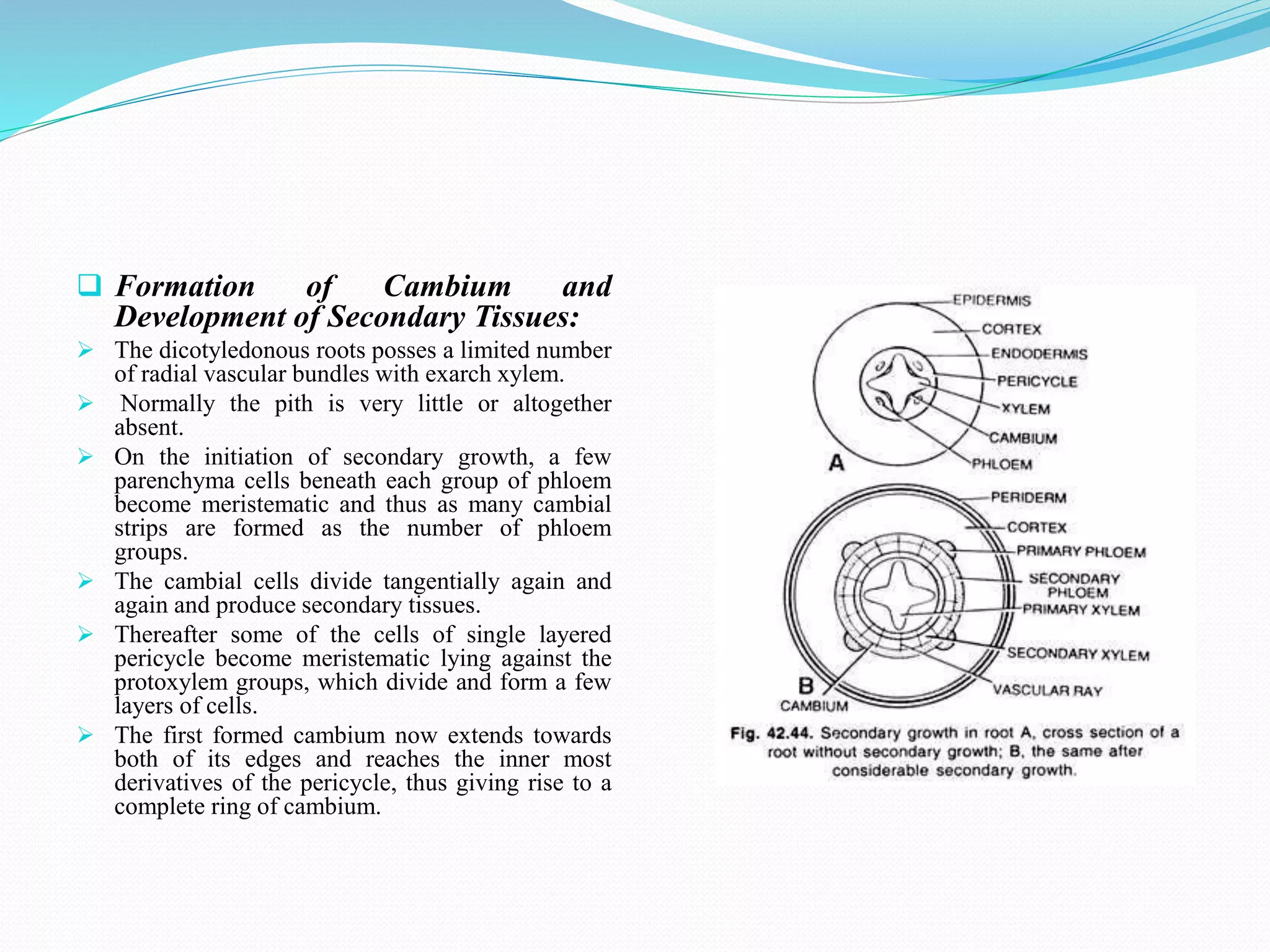 Anatomy of Dicot and monocot Root.pptx