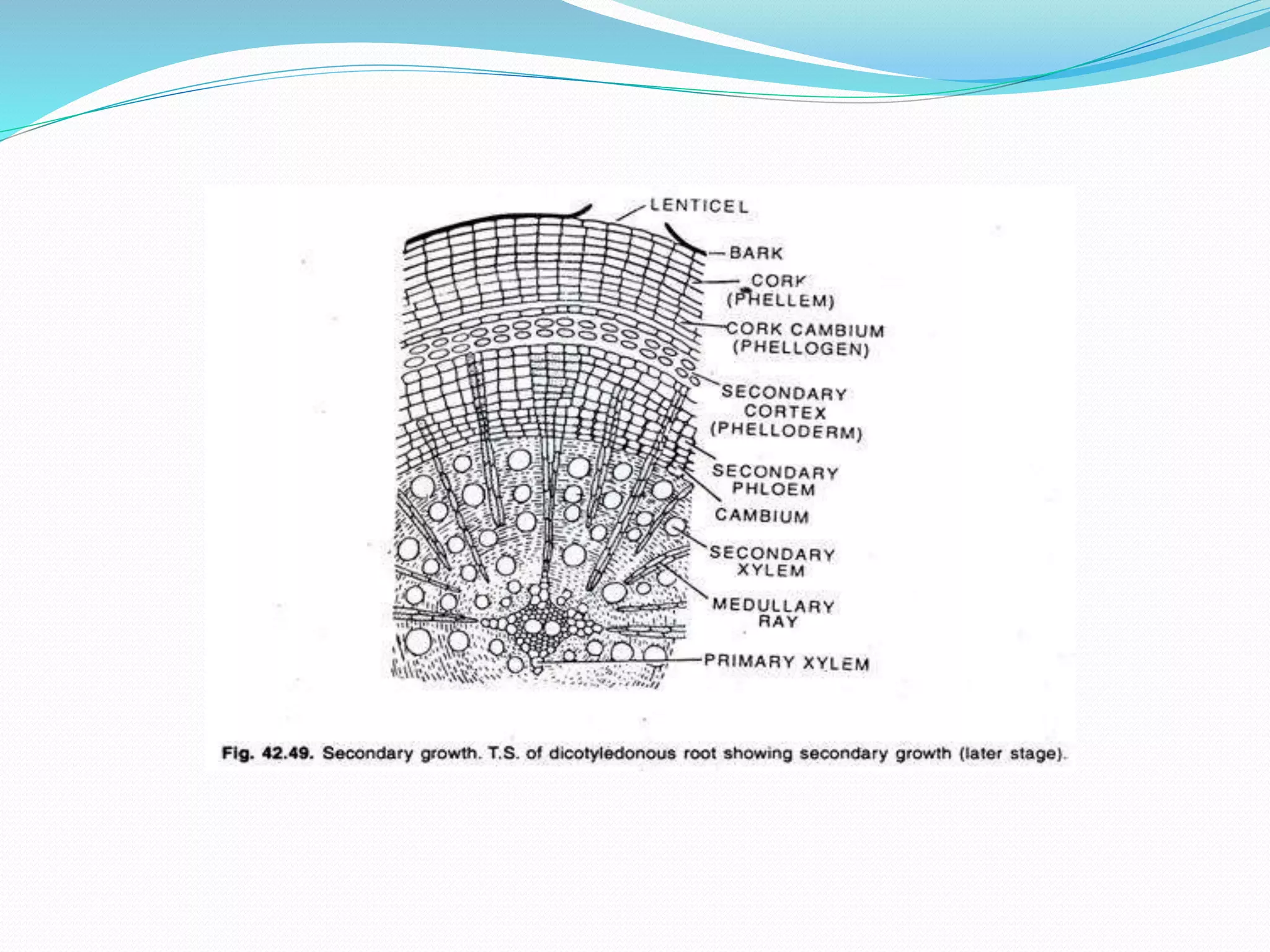 Anatomy of Dicot and monocot Root.pptx