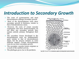Anatomy of Dicot and monocot Root.pptx