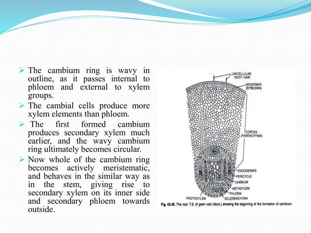 Anatomy of Dicot and monocot Root.pptx
