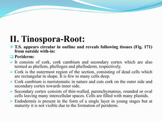 Anatomy of Dicot and monocot Root.pptx