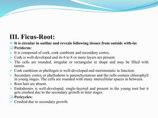 Anatomy of Dicot and monocot Root.pptx